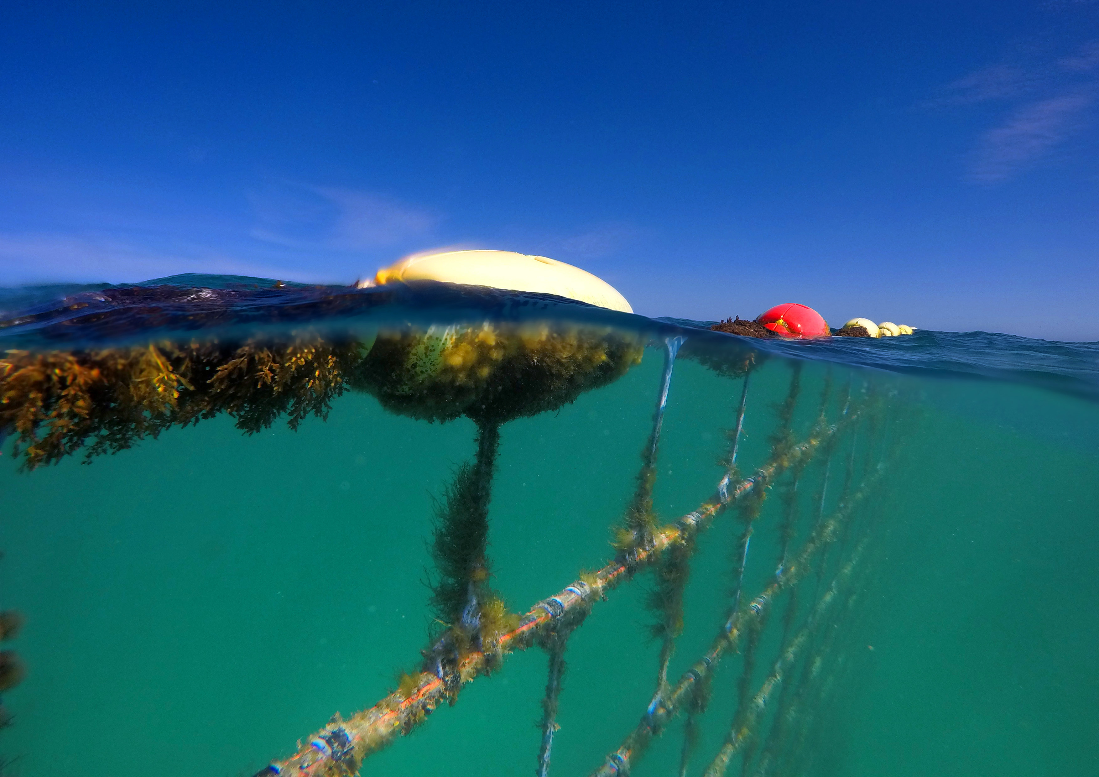 Aquarius Shark Barrier - Good Design