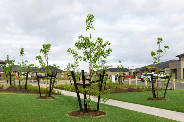 Tree Coach flexible tree staking system - Good Design