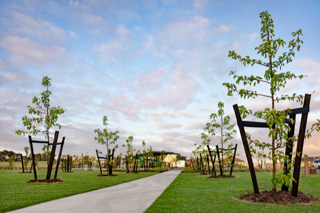 Tree Coach flexible tree staking system - Good Design