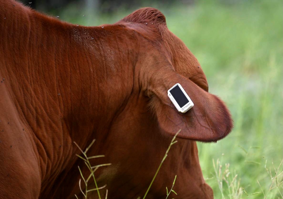 Ceres Tag - Animal Monitoring Technology - Good Design
