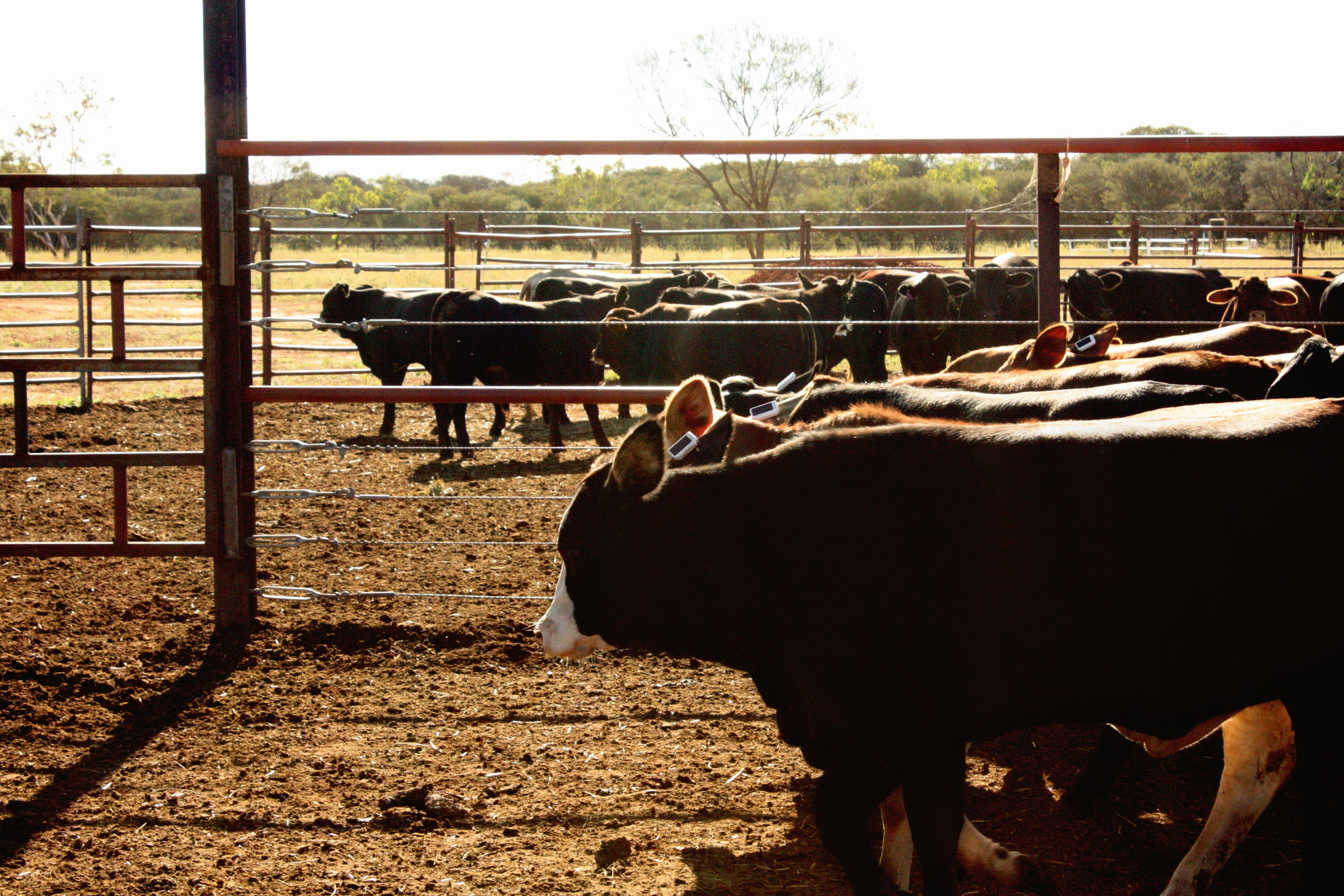 Ceres Tag - Animal Monitoring Technology - Good Design